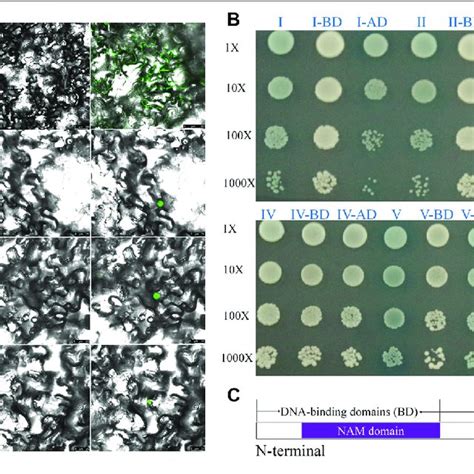 Subcellular Localization And Transcriptional Activation Assay Of Download Scientific Diagram