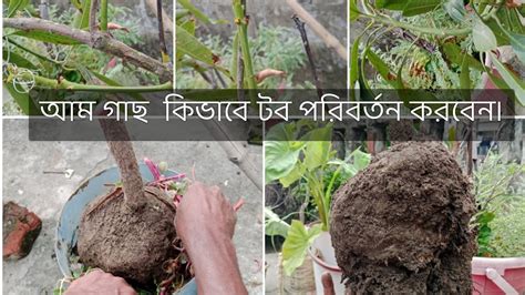 দেখেন আমি কি কারণে আম গাছের টব পরিবর্তন করলাম। Youtube