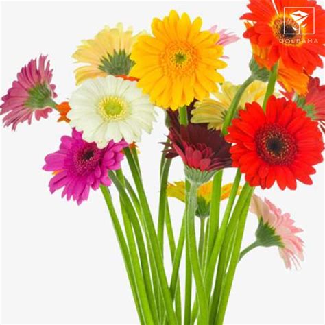 خرید گل هدیه