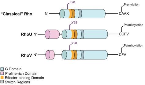 Domain Structures Of Rhou And Rhov Rhou And Rhov Have Several Distinct