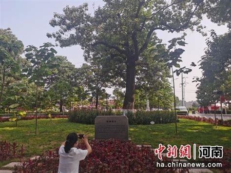 赶考路”上再寻焦裕禄丨河南兰考这棵树为何众人瞻仰？ 中华网河南