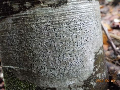 Found This Lichen Recently Any Idea To What It Is Central Europe R