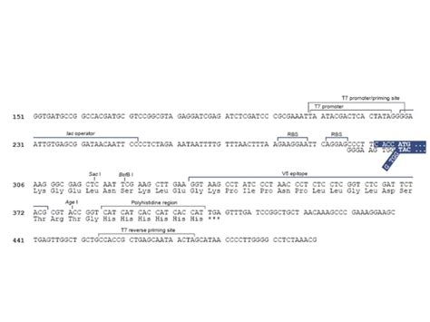 dna sequencing lecture ppt