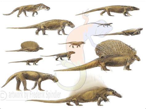 Pelycosaur Grade Synapsids