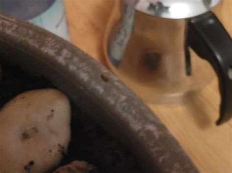 Bugs In Soil Rplants