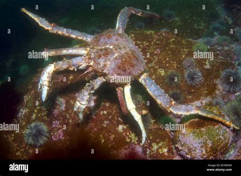 Crab Camtschaticus Red King Crab Paralithodes Camtschaticus Stock