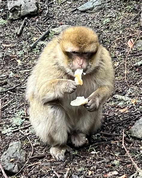 Barbary Macaque 3 By Jonstallion On Deviantart