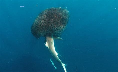 Shark Savers Sharksavers Twitter