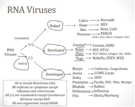 Virus Concept Review Flashcards Quizlet Virus Concept Review Flashcards Quizlet