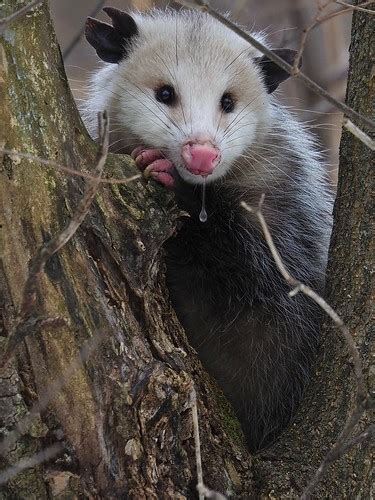 Opossum Drool Ramendan Flickr