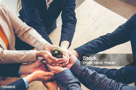 손 성인 사업 팀 워크 파트너십 조화 젊은 식물을 컵핑 하고 종자 육성 환경 성장 농업에 대한 스톡 사진 및 기타 이미지 농업 비즈니스 리더십 Istock