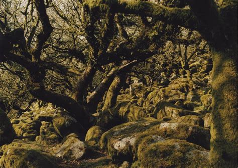 Dartmoor S Pygmy Forest TOAST Magazine