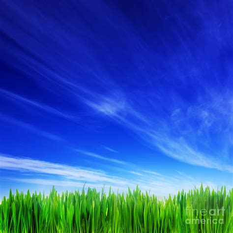 Green Grass Blue Sky
