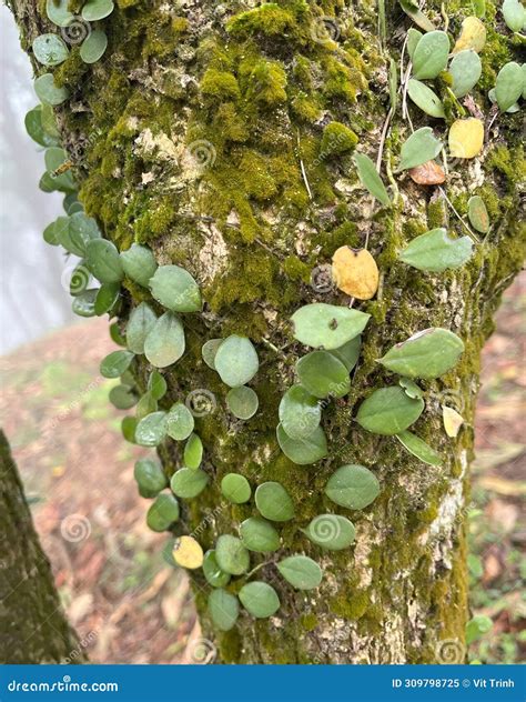Moss And Epiphytic Plants Grow On Tree Trunks Stock Image Image Of Jungle Tree 309798725