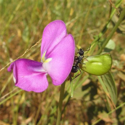 Vigna Unguiculata Knowyourweeds