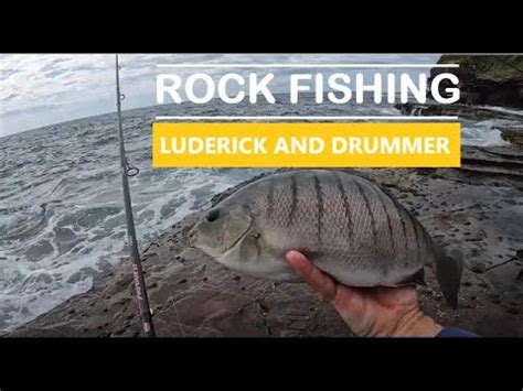 Catching Luderick And Drummer Off The Rocks Youtube