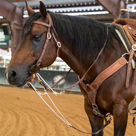 Roper/Barrel Style German Martingale | Horses, All the pretty horses ...