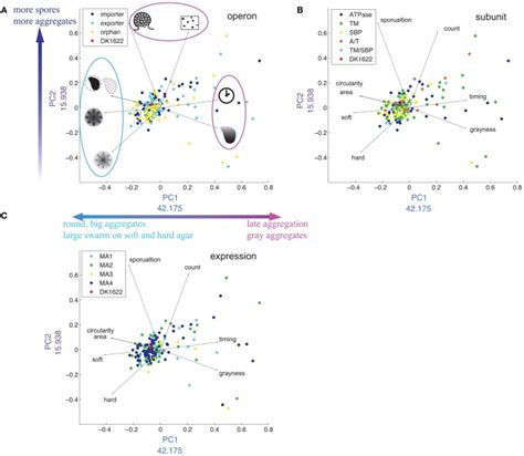 Distribution Of Phenotypes In Multidimensional Scaling Using Pca Ac