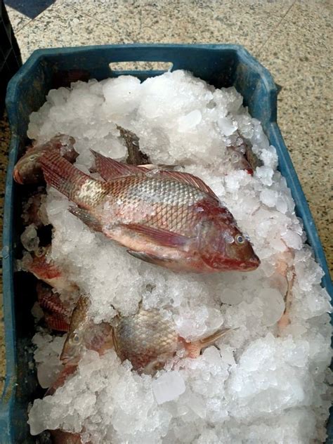 ‫ابن حميدو المقطم Ibn Hamido Mokattam Home Cairo Egypt Menu