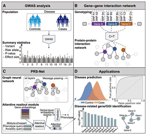 Modeling Gene Interactions In Polygenic Prediction Via Geometric Deep