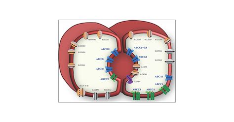 Structure And Function Of Hepatobiliary Atp Binding 42 Off