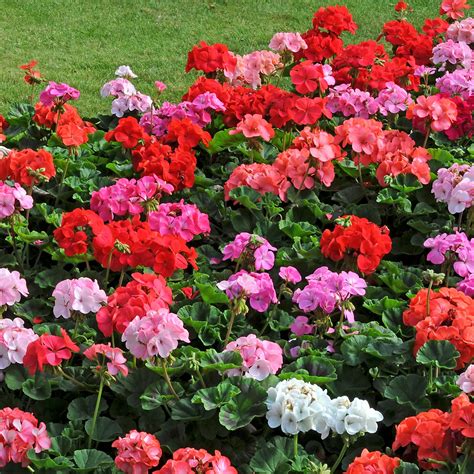 Geranium Mixed Bedding Plants 6 Pack Garden Ready Summer Pelargoniums
