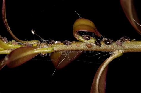 Group Of Small Red Aphids Stock Image Image Of Nature