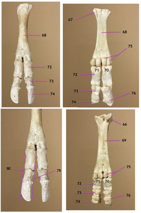 Ruminant Digit Bone Structure Diagram Quizlet