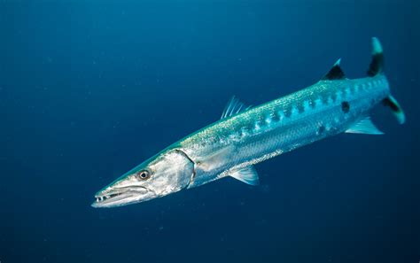 Juvenile Barracuda