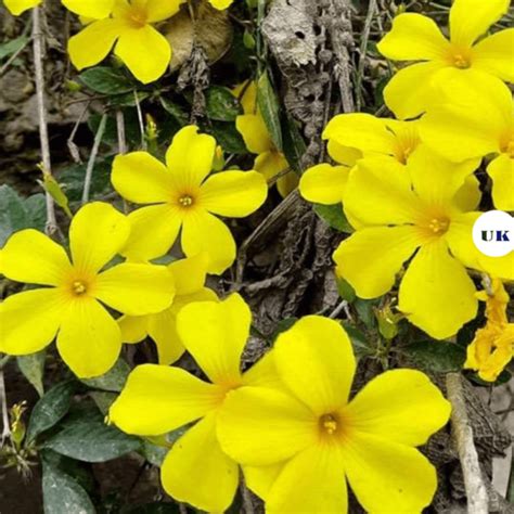 The Tale Of Phyoli Rauteli And Bhupu Raut