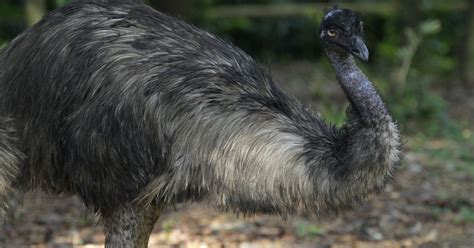 Emu Bird Paradise