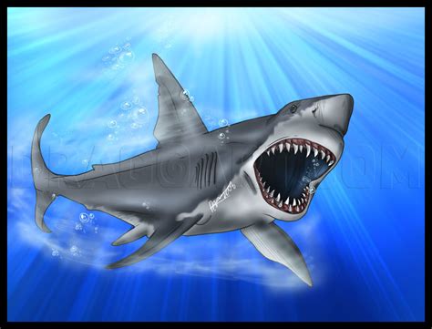 Mastering The Great White Shark Drawing Techniques And Tips