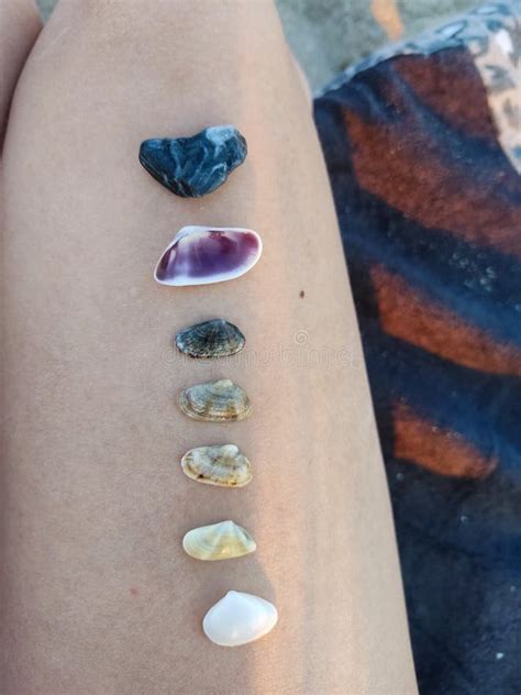 Shades Of Nature In Tiny Seashells Stock Image Image Of Seashells Tiny 290196975