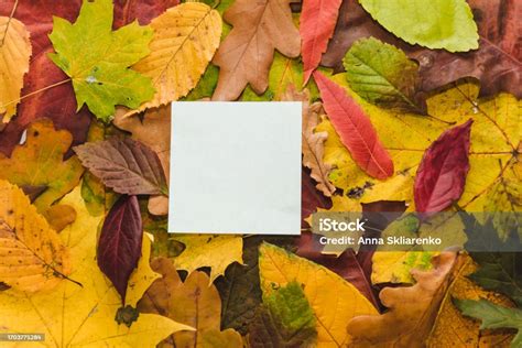 가을 여러 가지 빛깔의 나뭇잎 배경 질감에 텍스트를 위한 공간이 있습니다 밝은 추상적인 가을 단풍 배경 프레임은 노란색 녹색 빨간색 주황색 단풍으로 구성되어 있습니다 가을