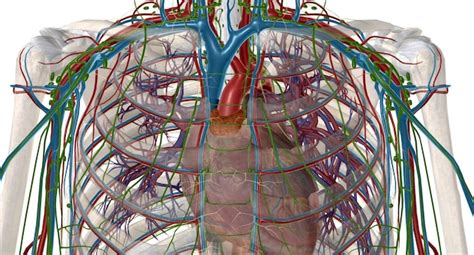 Premium Photo The Thymus Is An Important P Of The Bodys Immune System