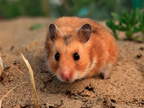 Сирийский хомяк описание сколько живут уход и содержание