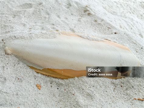 Cuttlefish Bone On The White Sand Natural Cuttlefish Bone Aka