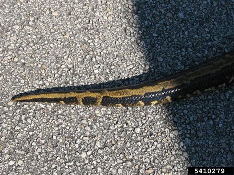 Pythons Genus Python