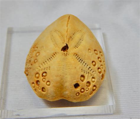 Echinoid Fossil Beaumaris Vic Sold Blue Gems