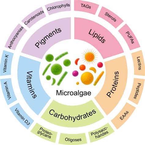 Harnessing Microalgae For Bioproducts Innovations In Synthetic Biology