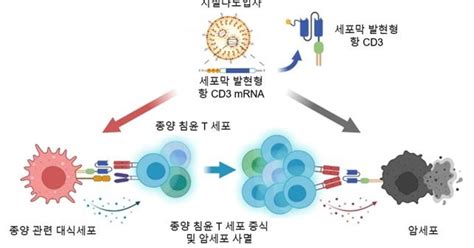 차세대 항암 세포치료제 몸 안에서 직접 만든다
