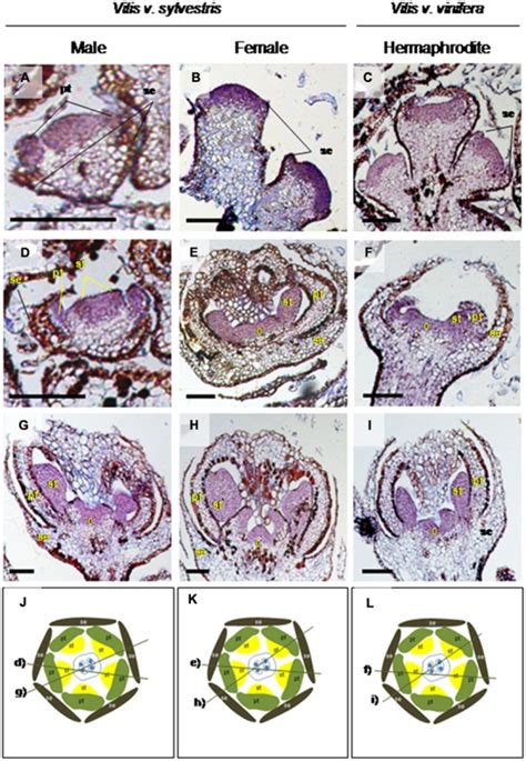 Vviaprt3 And Vvifsex Two Genes Involved In Sex Specification Able To