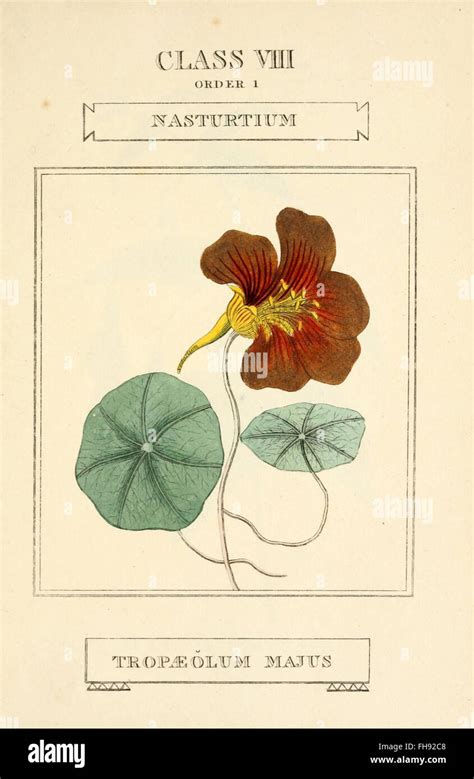 A Botanical Classification Work On The Science Of Botany Archived In The Mertz Library Of The
