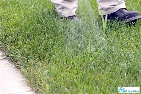How To Get Rid Of Crabgrass Without Killing Grass