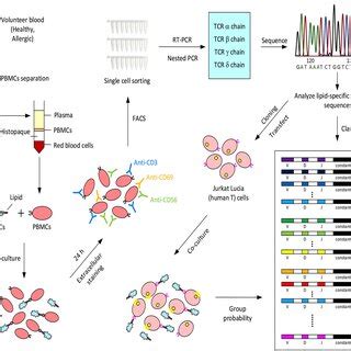 Procedure Overview Overview Of The Multiplex PCR Protocol Employed For Download Scientific