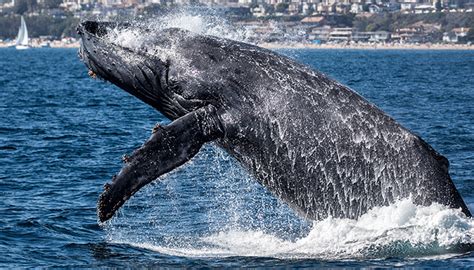 Gray Whale Facts Size Habitat Behavior Diet Pictures