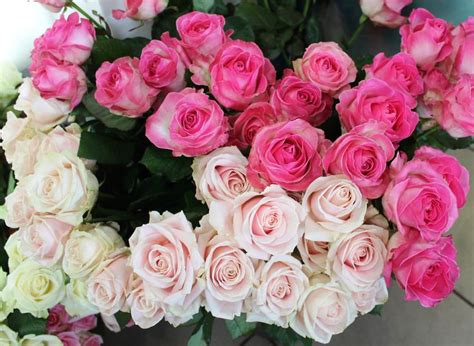 Sweet And Candy Avalanche Ready To Brighten Your Day