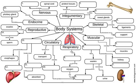 Body Systems And Organs Graphic Organizer