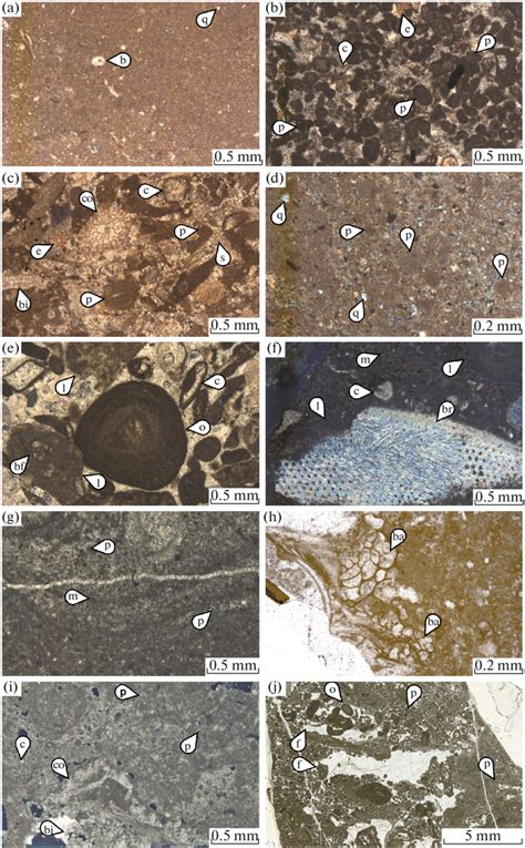Microfacies Rock Types A Clayey Bioturbated Wacke Packstones Lower Download Scientific