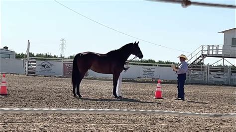 Ffa Advanced Showmanship 2023 Merced County Fair Youtube